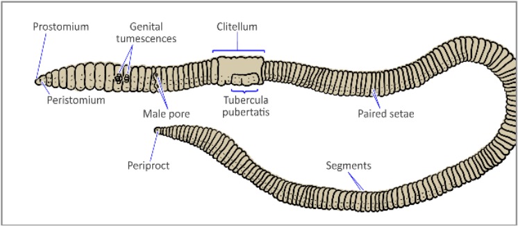 External Anatomy Of Earthworm